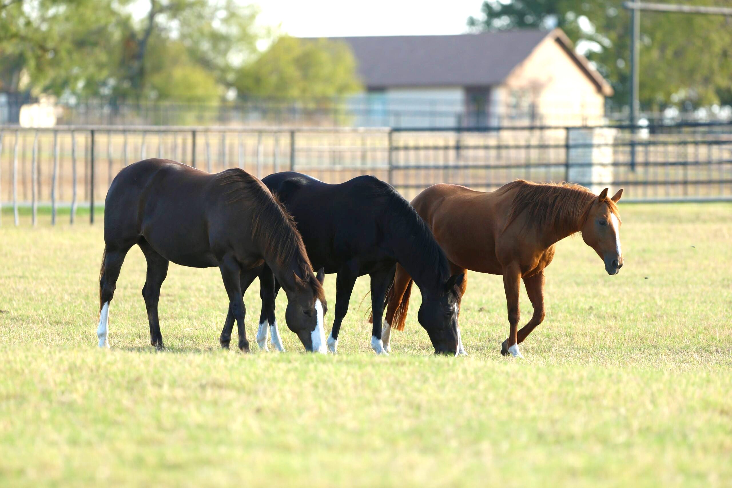 Mare Power - cows & horses, etc.
