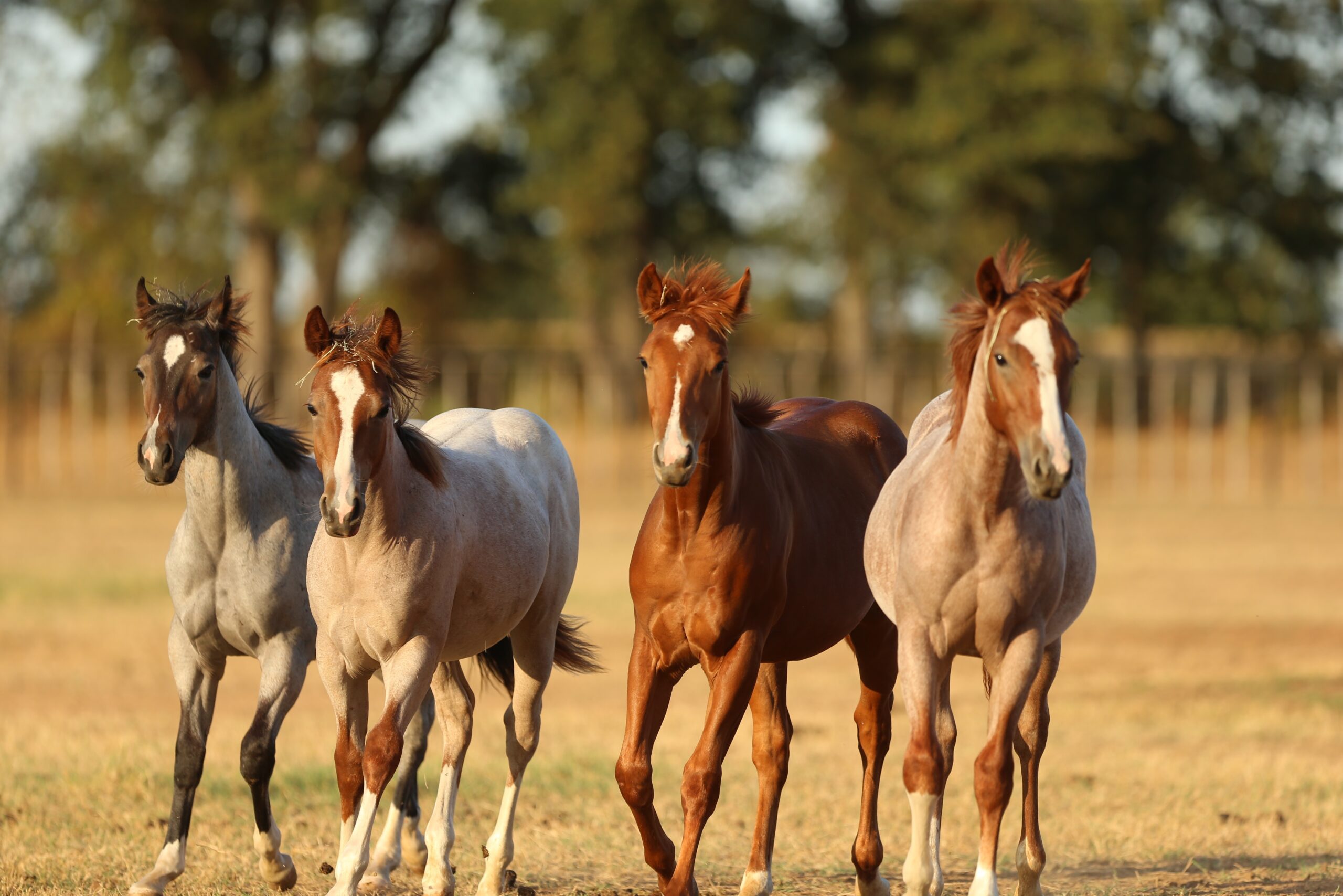 Show Horses For Sale - cows & horses, etc.